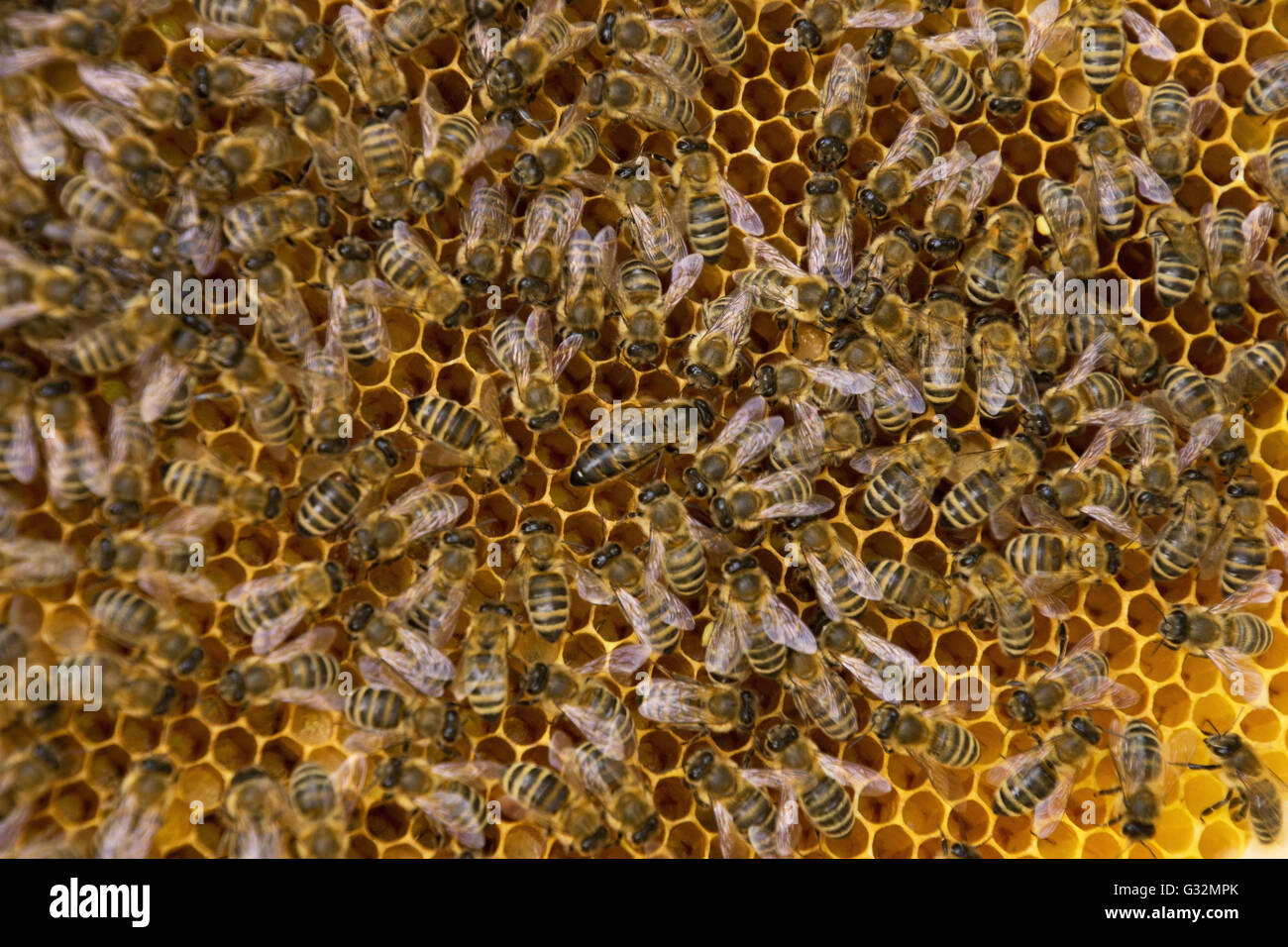 Bee colony in a apiculture in Germany Stock Photo - Alamy