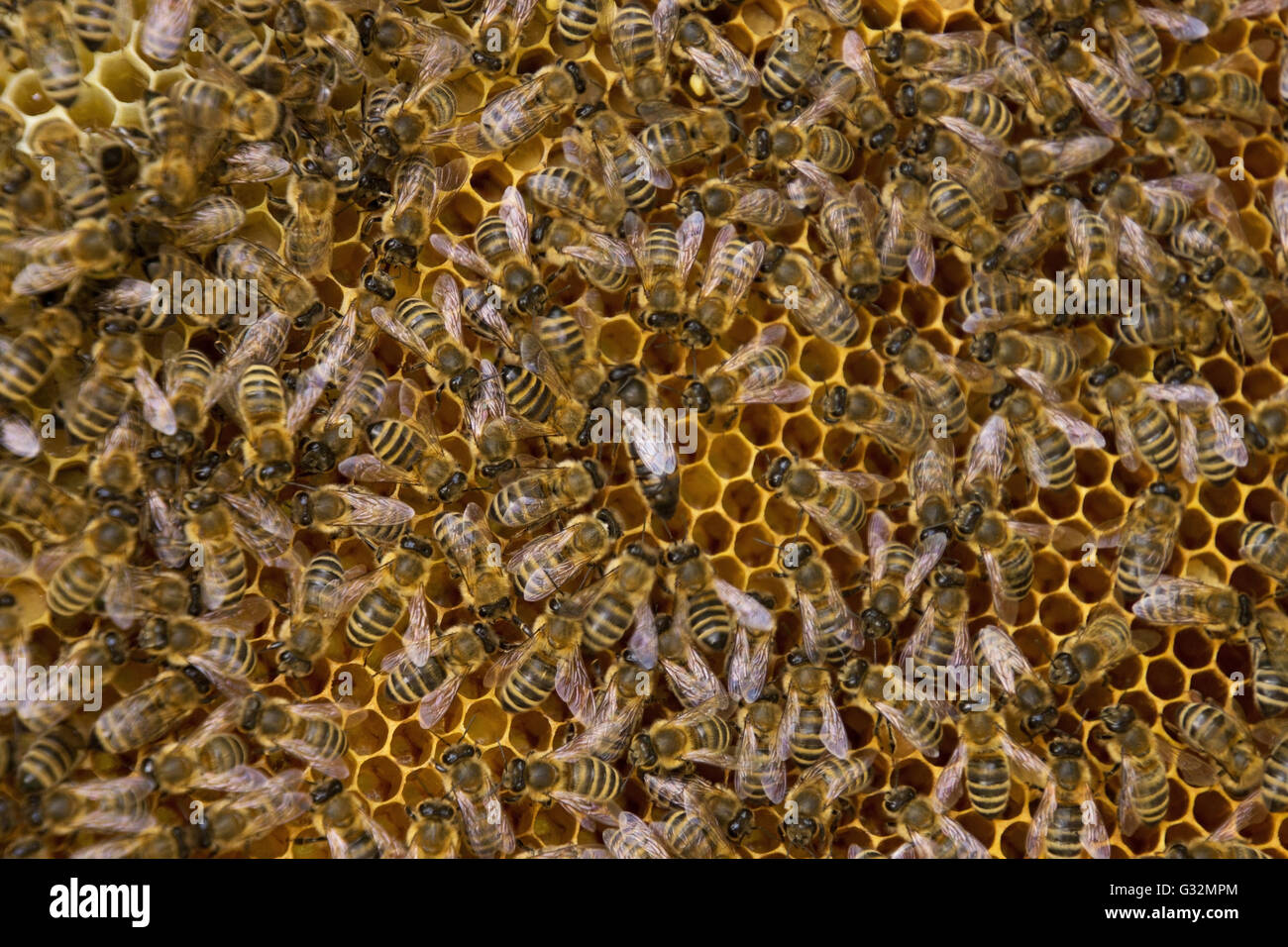 Bee colony in a apiculture in Germany Stock Photo - Alamy
