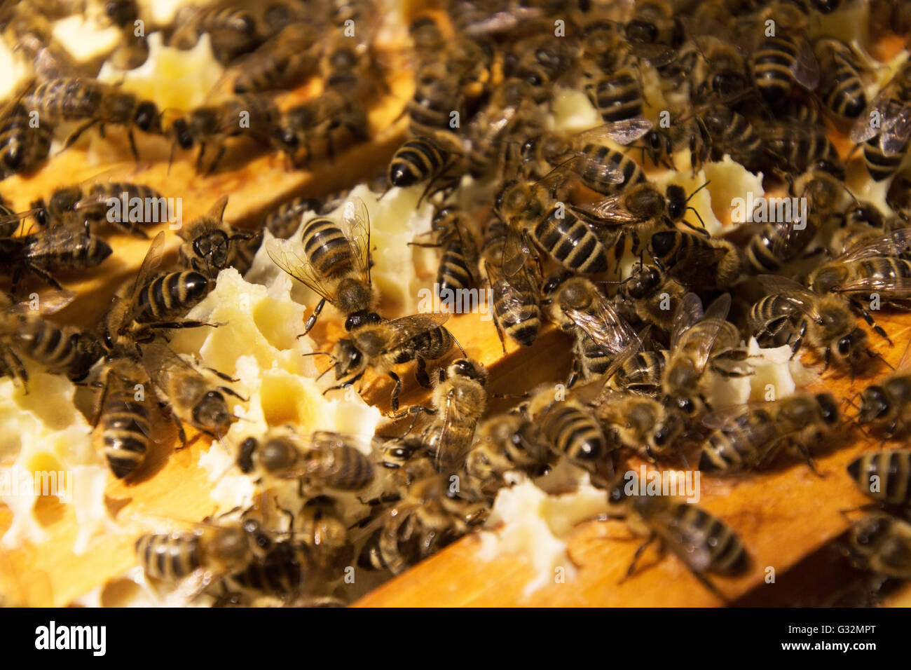 Bee colony in a apiculture in Germany Stock Photo - Alamy