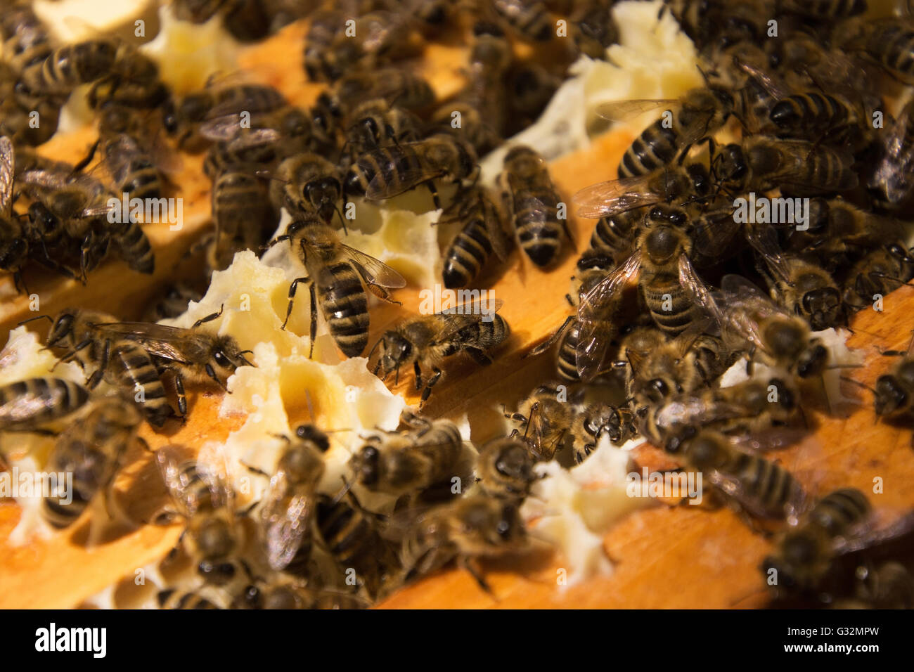 Bee colony in a apiculture in Germany Stock Photo - Alamy