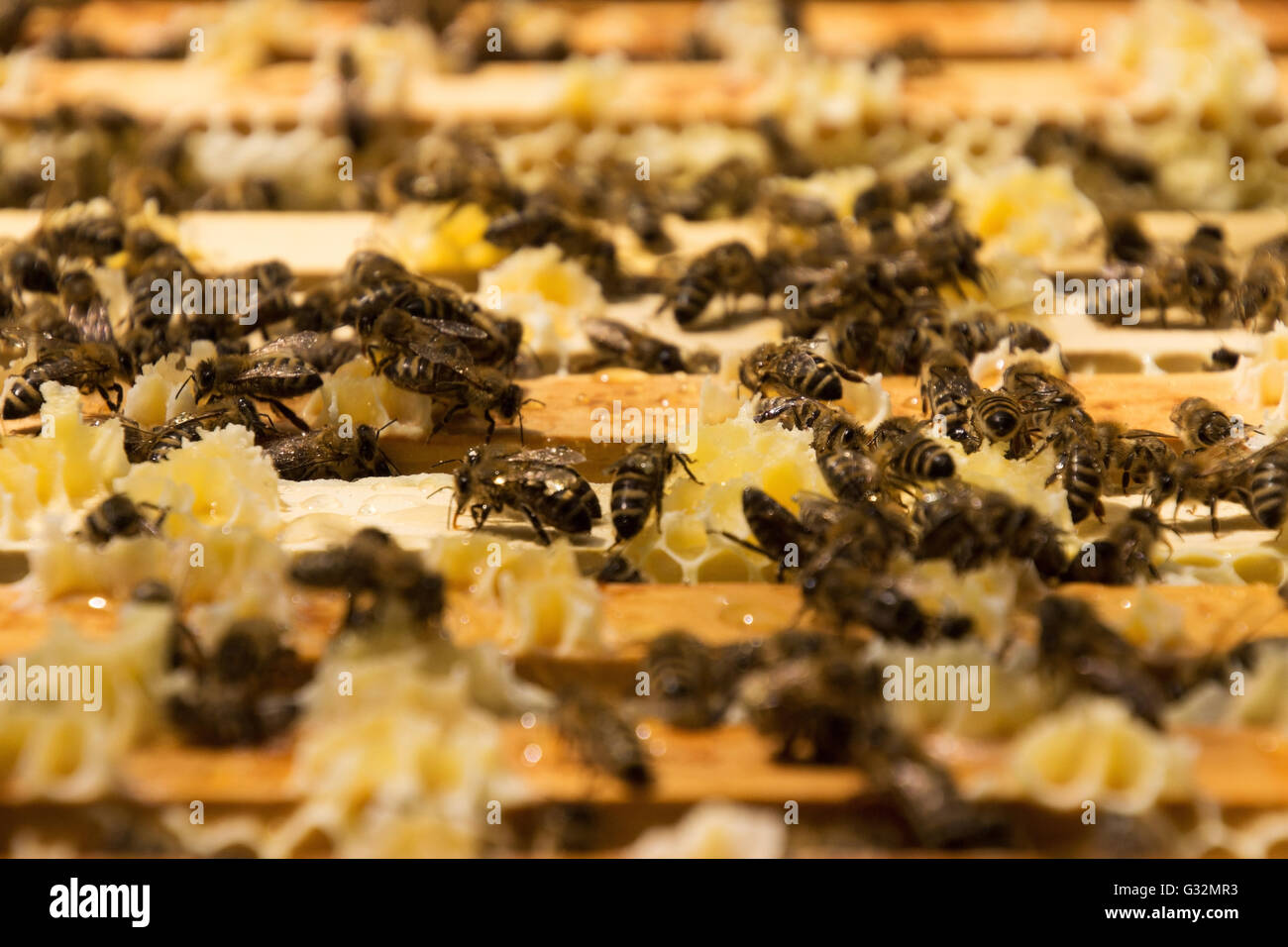 Bee colony in a apiculture in Germany Stock Photo - Alamy
