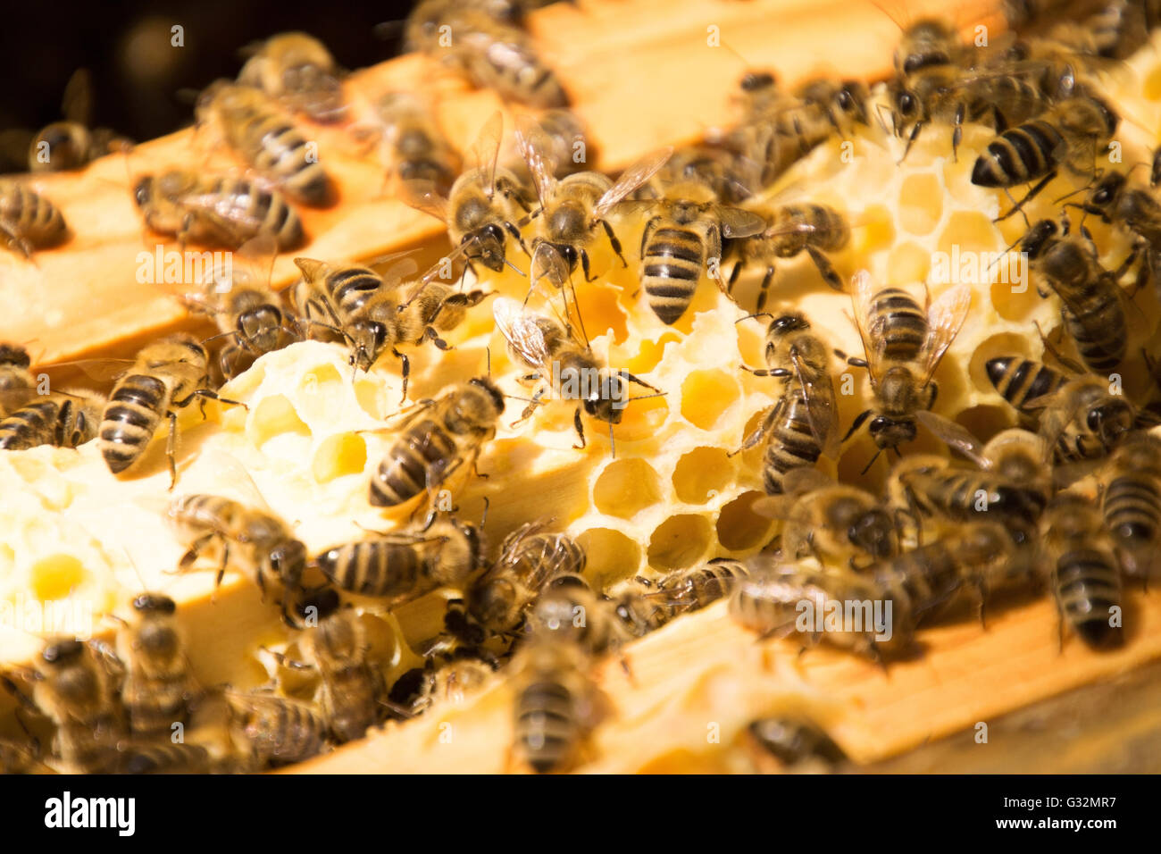 Bee colony in a apiculture in Germany Stock Photo - Alamy