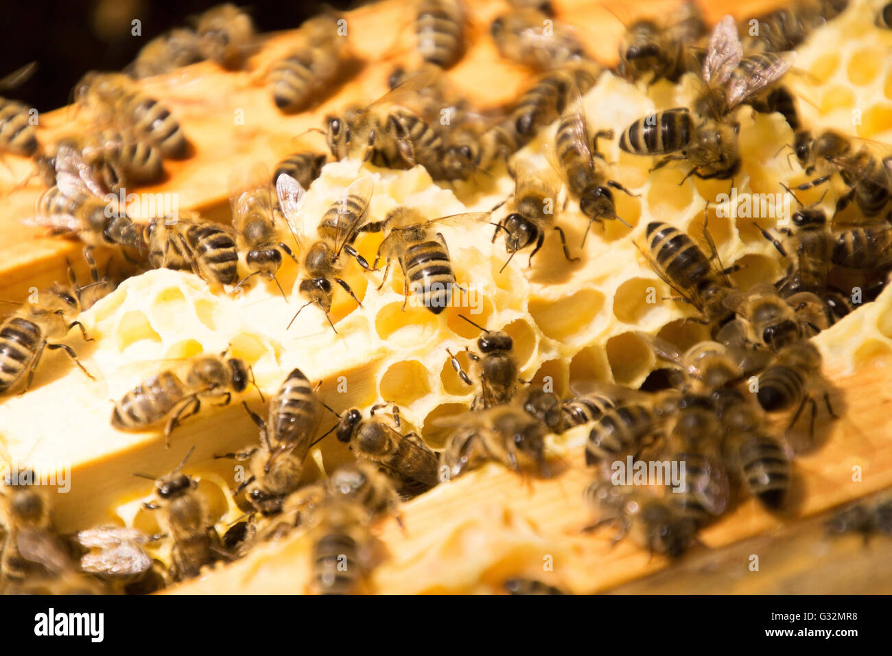 Bee colony in a apiculture in Germany Stock Photo - Alamy