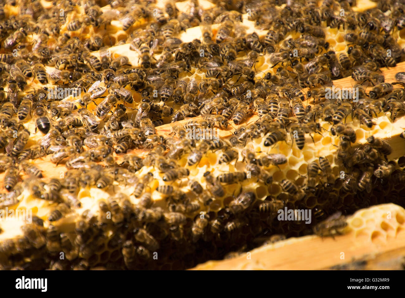 Bee colony in a apiculture in Germany Stock Photo - Alamy