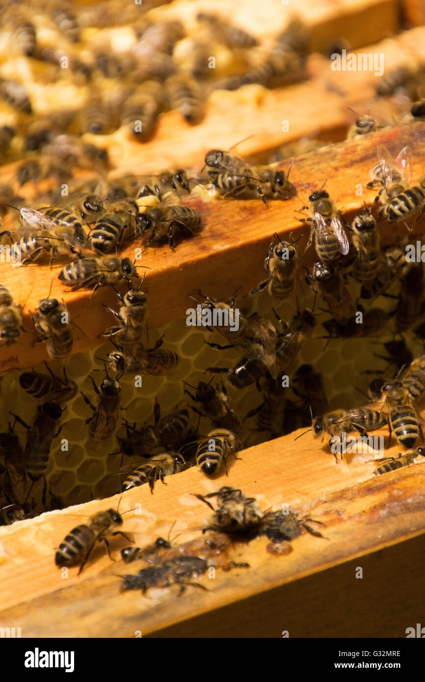 Bee colony in a apiculture in Germany Stock Photo - Alamy