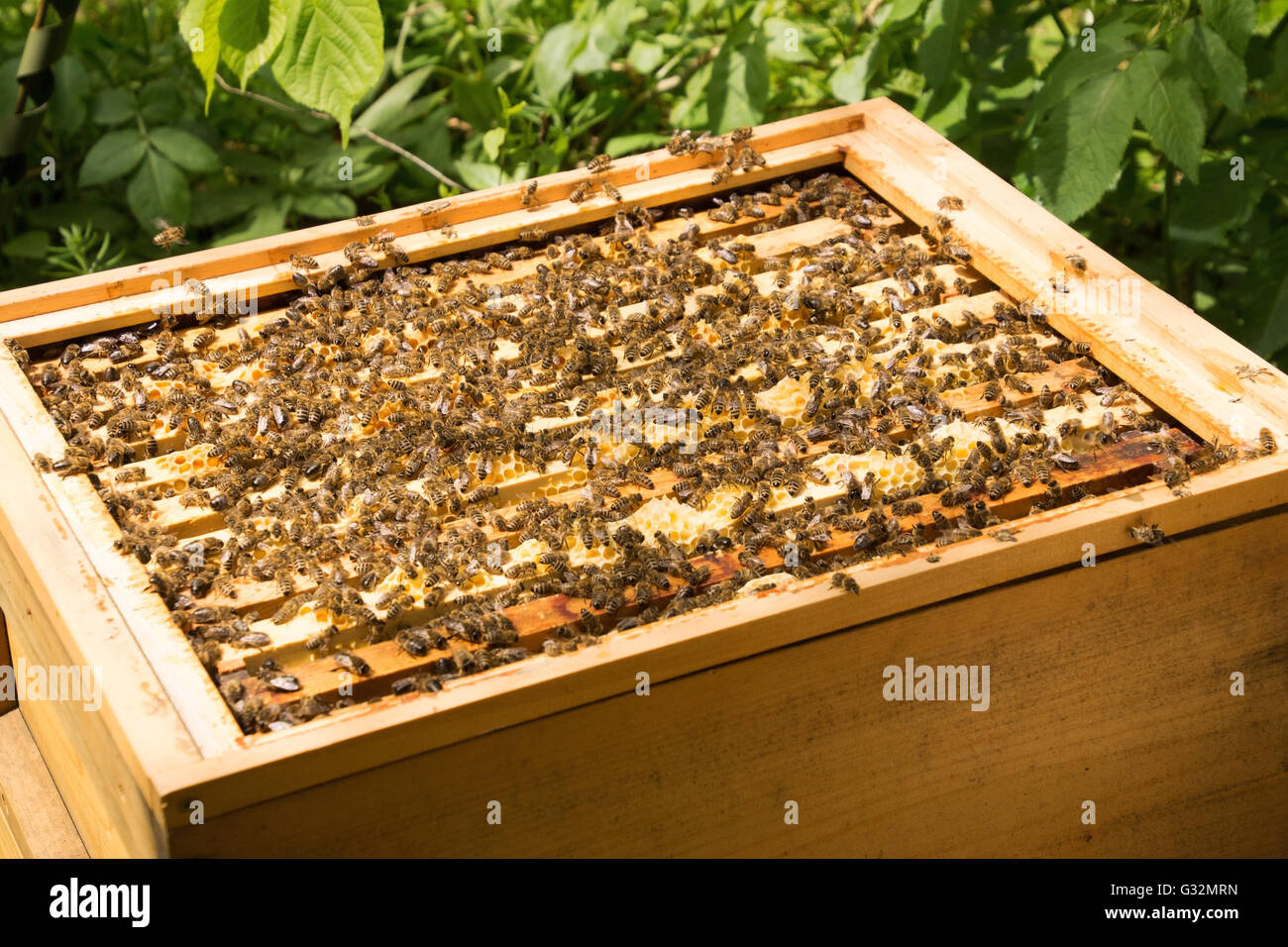 Bee colony in a apiculture in Germany Stock Photo - Alamy