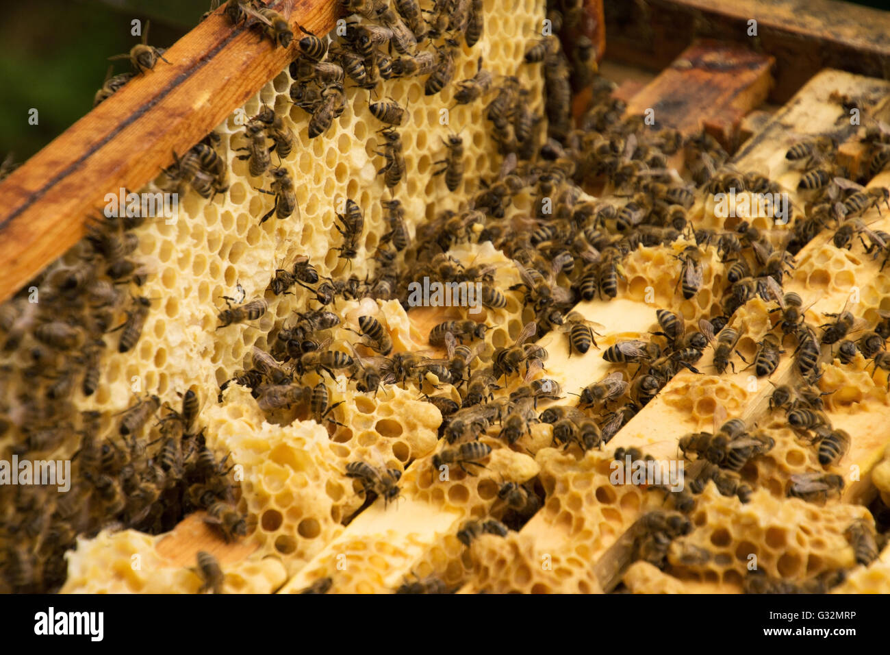 Bee colony in a apiculture in Germany Stock Photo - Alamy