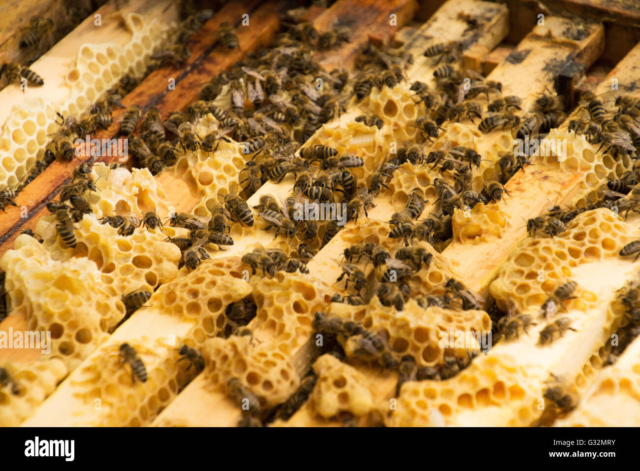 Bee colony in a apiculture in Germany Stock Photo - Alamy