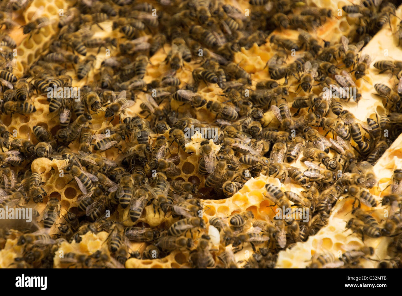 Bee colony in a apiculture in Germany Stock Photo - Alamy
