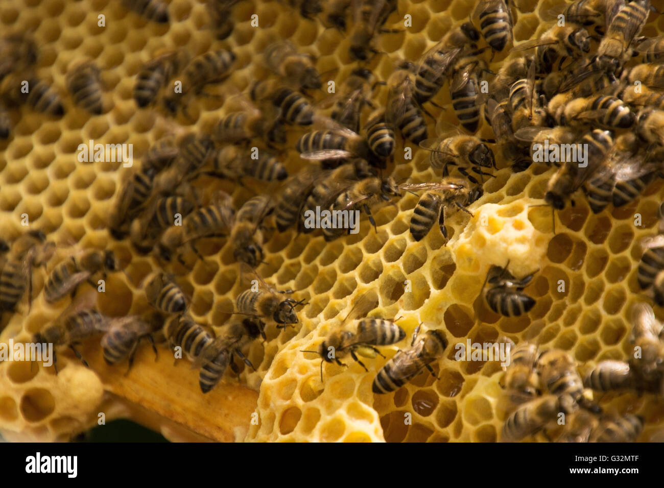 Bee colony in a apiculture in Germany Stock Photo - Alamy