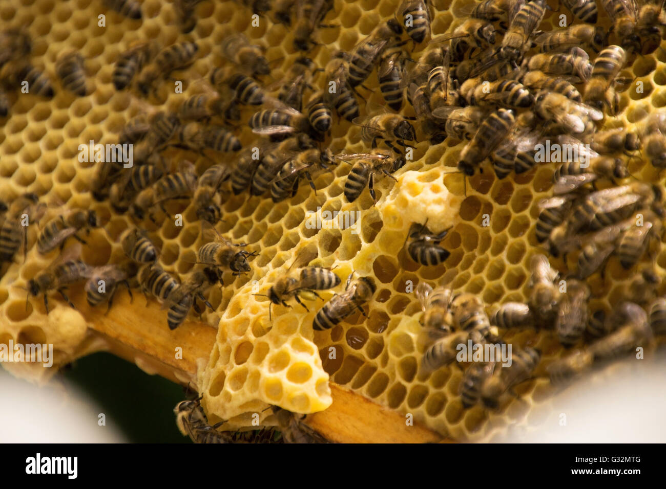 Bee colony in a apiculture in Germany Stock Photo - Alamy