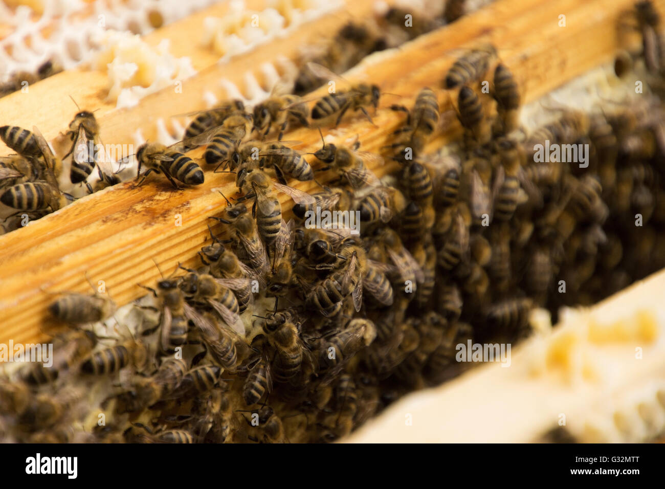 Bee colony in a apiculture in Germany Stock Photo - Alamy