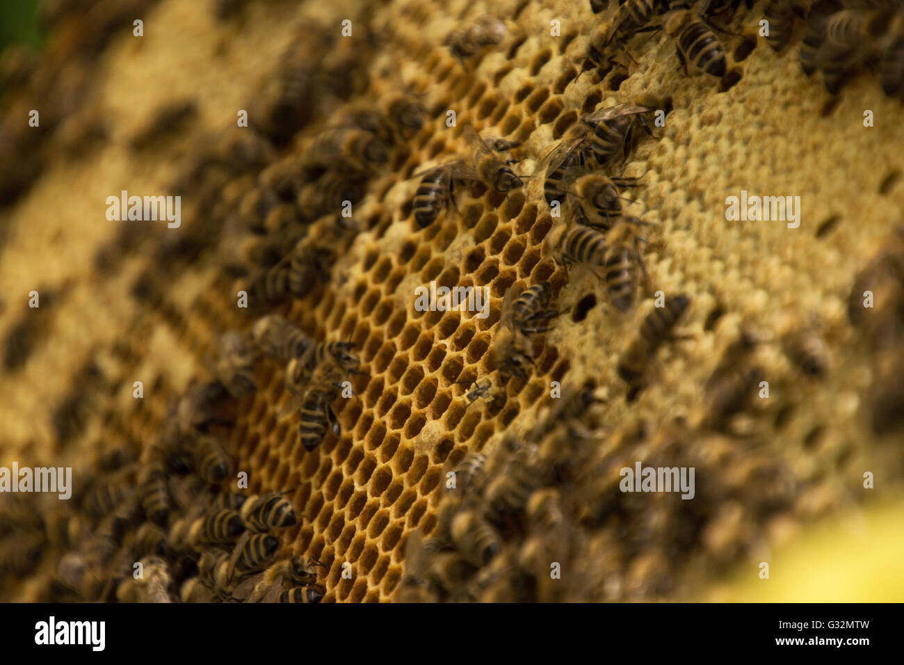 Bee colony in a apiculture in Germany Stock Photo - Alamy