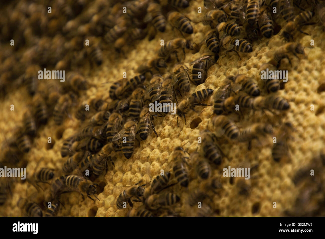 Bee colony in a apiculture in Germany Stock Photo - Alamy