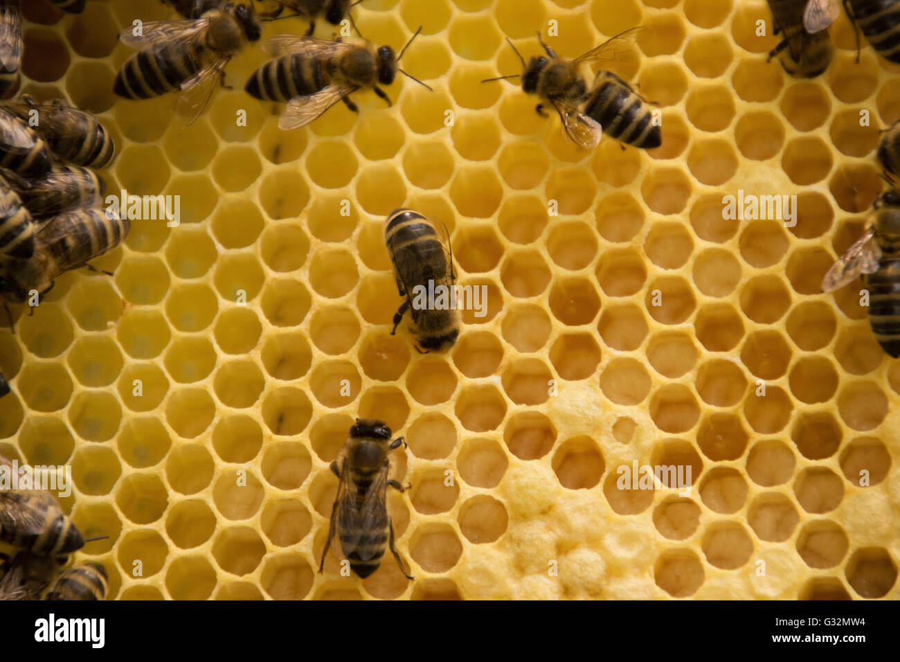 Bee colony in a apiculture in Germany Stock Photo - Alamy