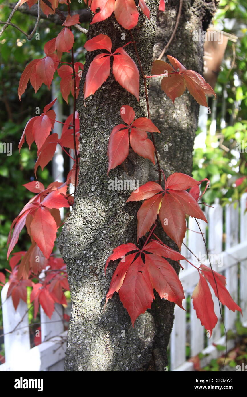 Red and yellow leaves of the creeper hi-res stock photography and ...