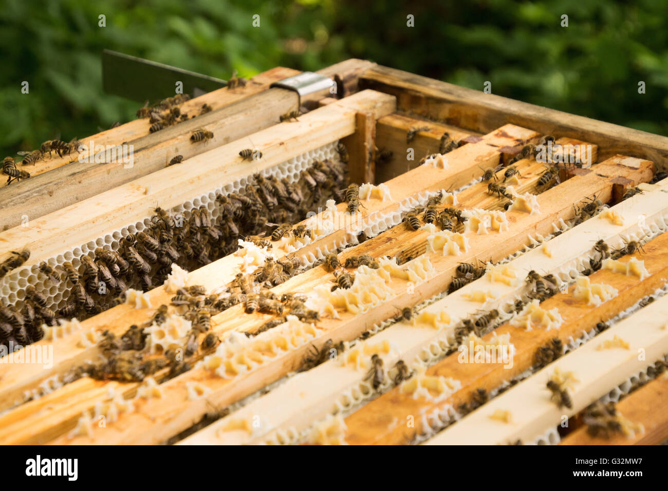 Bee colony in a apiculture in Germany Stock Photo - Alamy