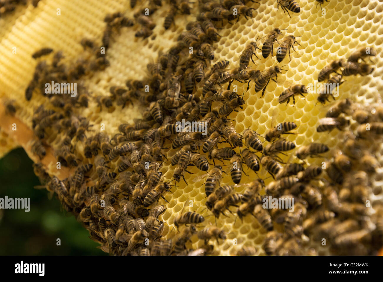 Bee colony in a apiculture in Germany Stock Photo - Alamy