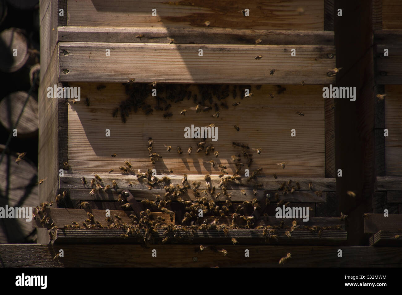 Bee colony in a apiculture in Germany Stock Photo - Alamy