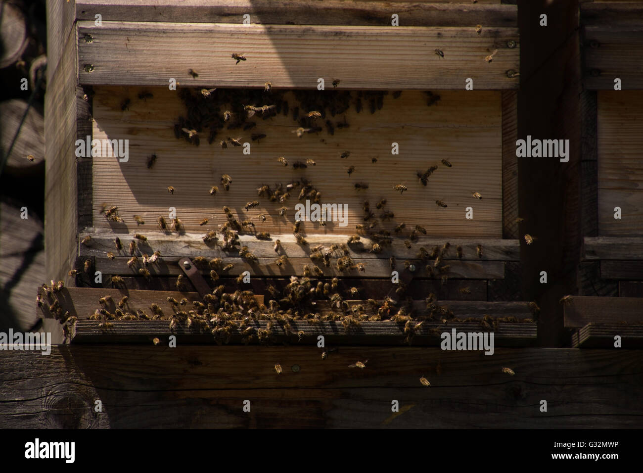 Bee colony in a apiculture in Germany Stock Photo - Alamy