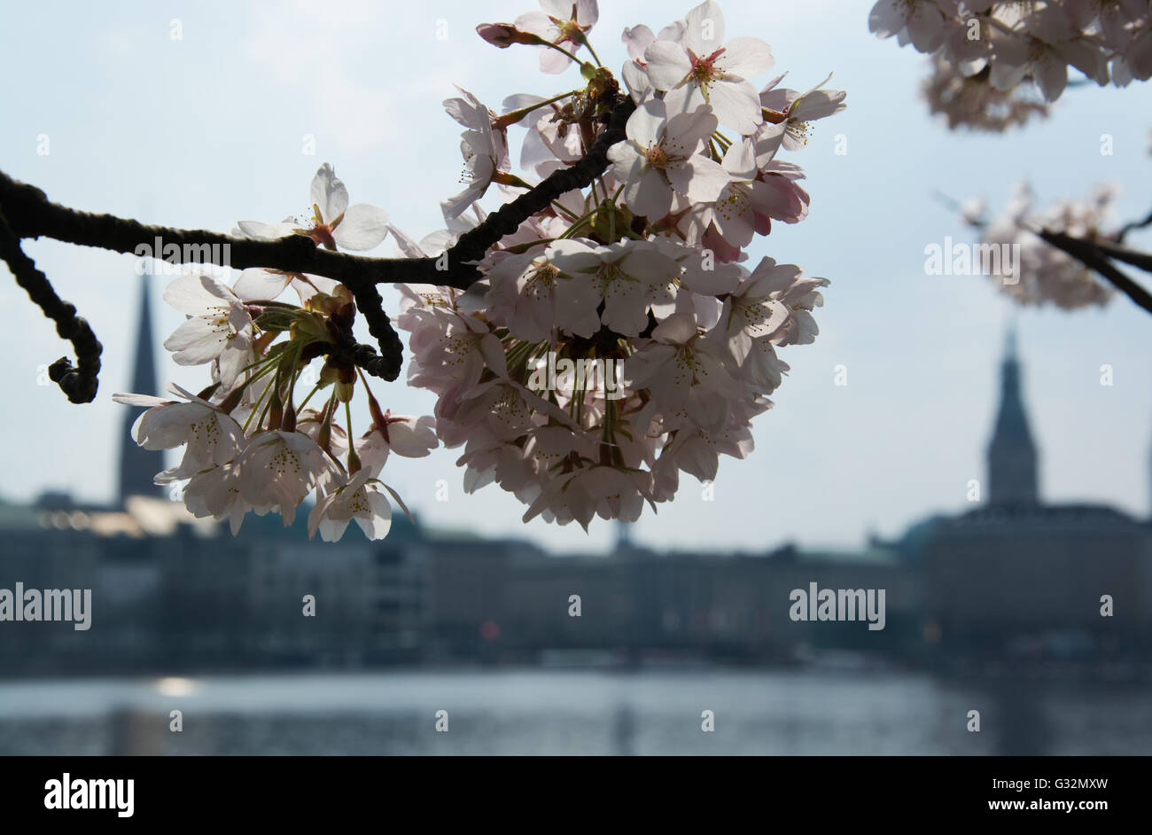 Alster in spring hi-res stock photography and images - Alamy