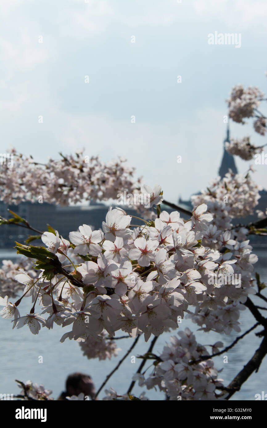 Spring at the Alster in Hamburg in April Stock Photo - Alamy