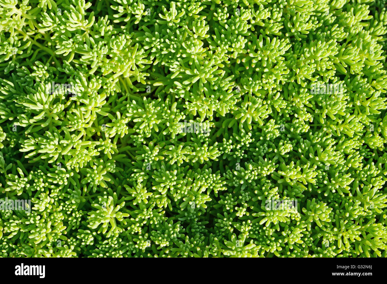 Sedum close-up in garden Stock Photo - Alamy