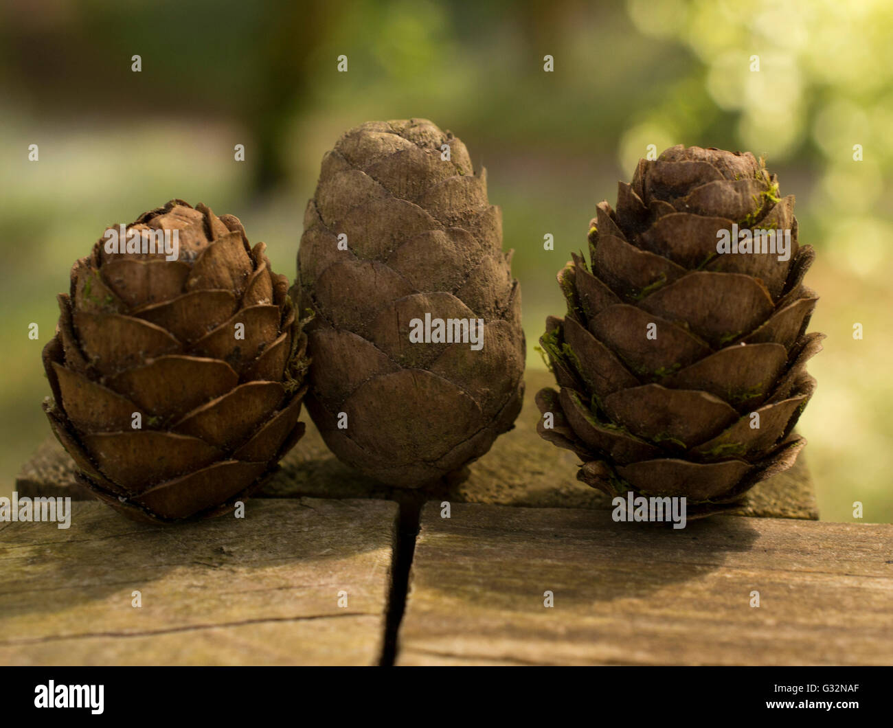 Cone nature hi-res stock photography and images - Alamy