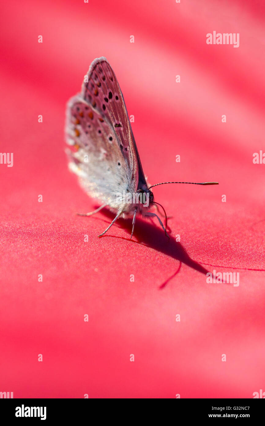 Happy butterfly hi-res stock photography and images - Alamy