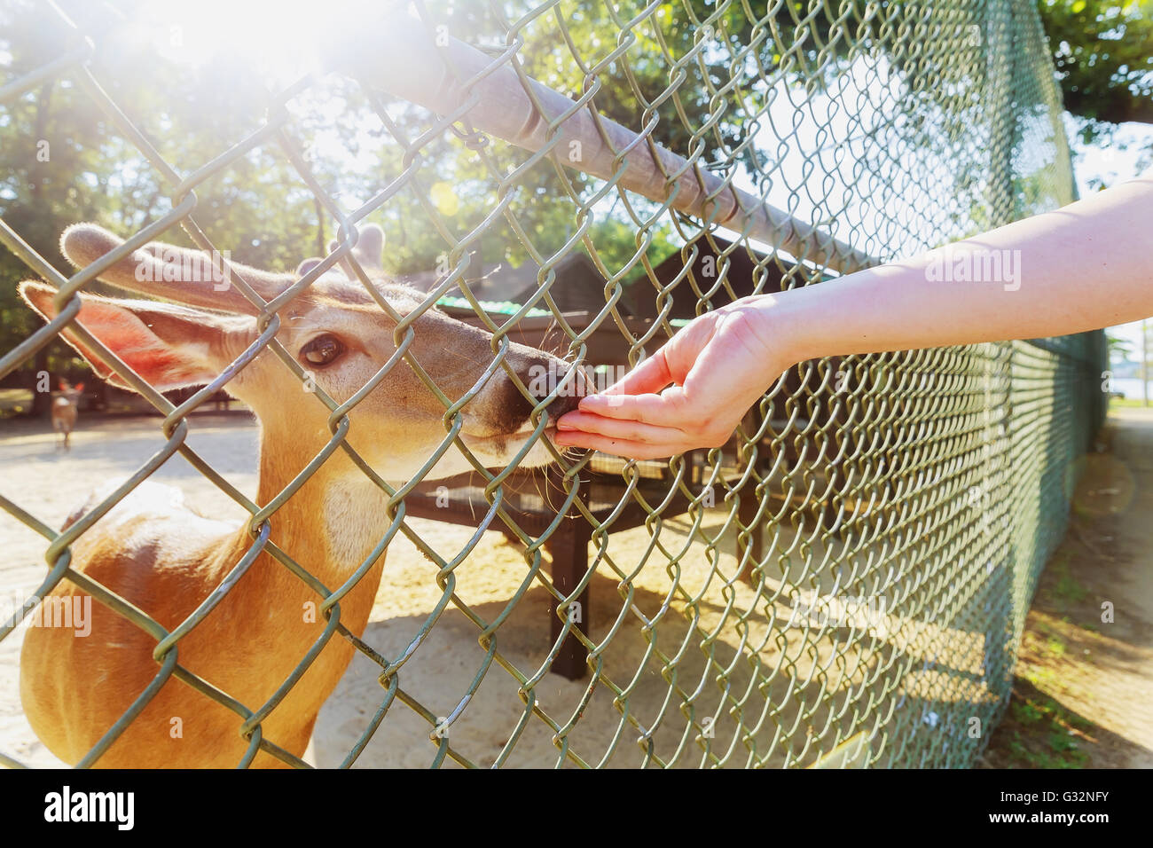 Human hand is feeding a deer with bread feeding a young deer Stock ...