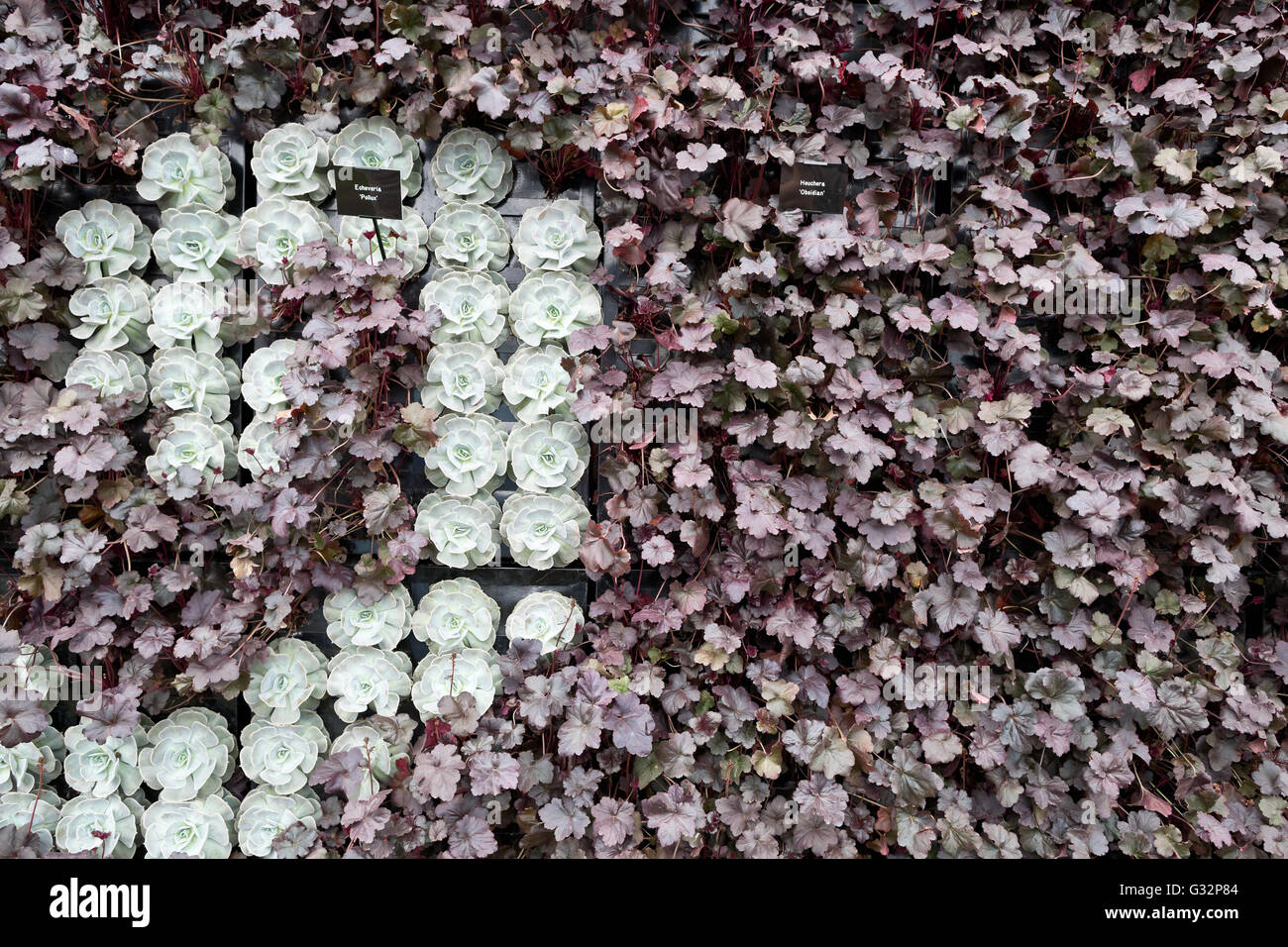 Fibonacci in nature hi-res stock photography and images - Alamy