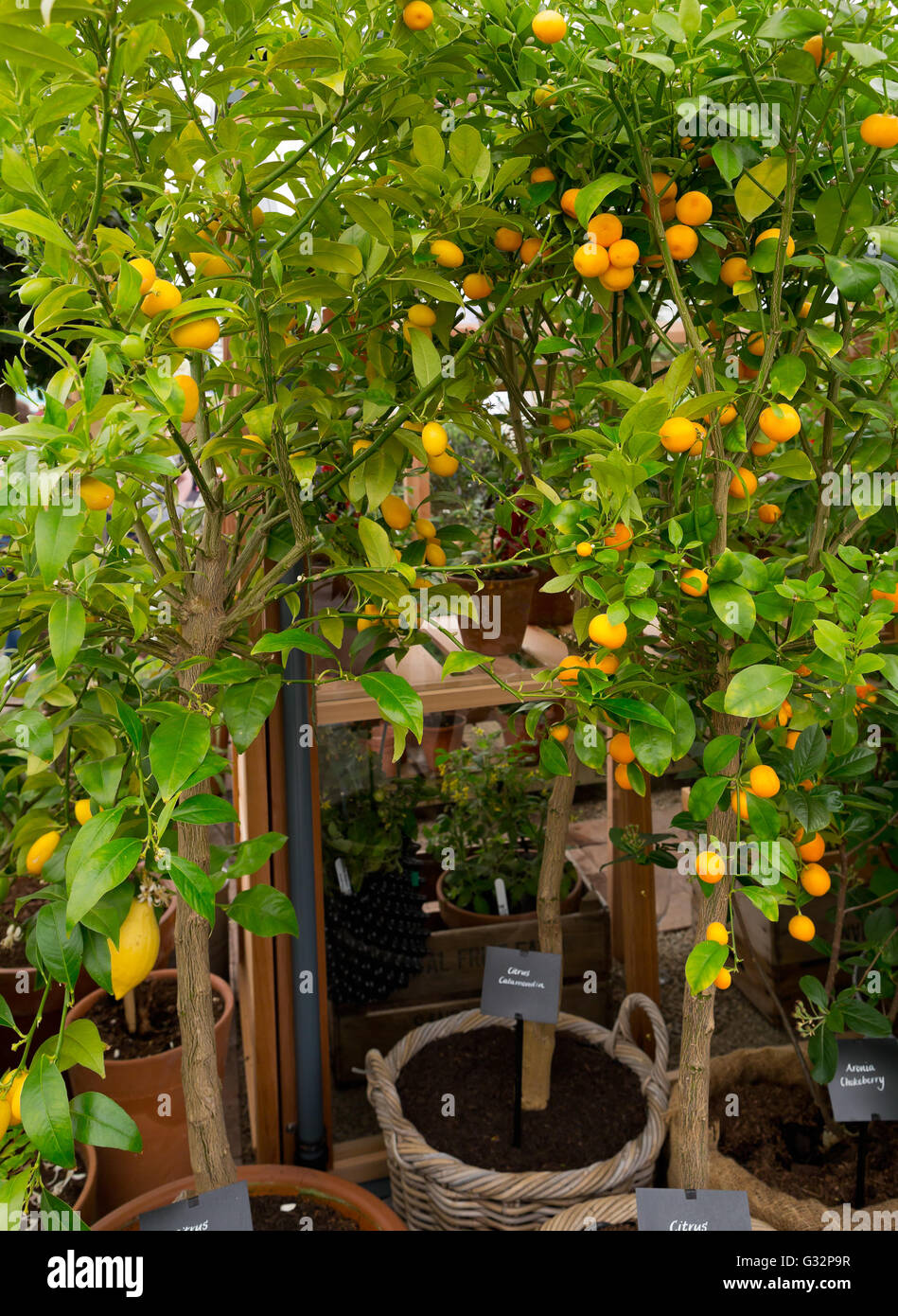 RHS Chelsea Flower Show 2016 Great Pavilion, Citrus trees Stock Photo ...