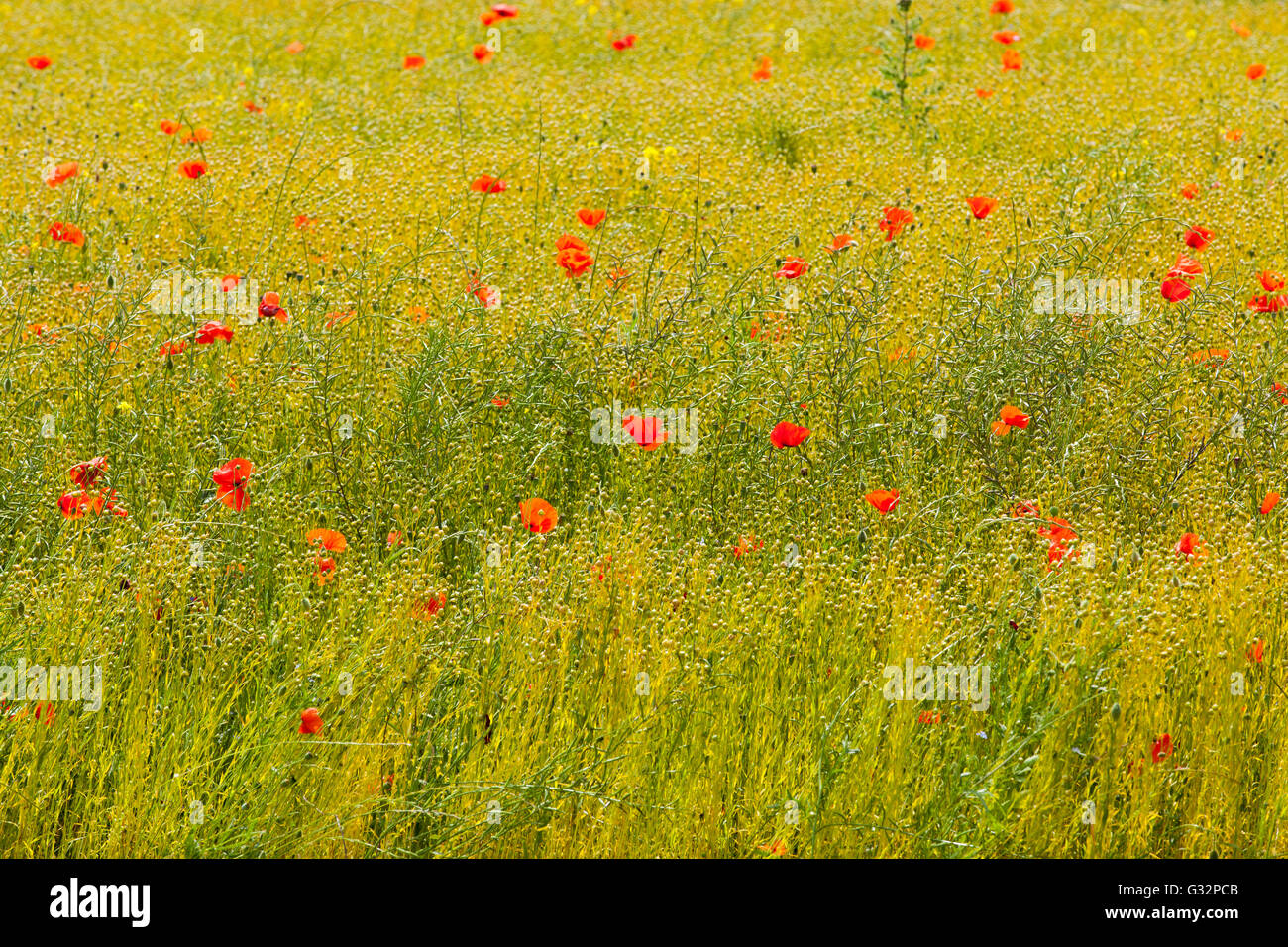 Flax poppy field hi-res stock photography and images - Alamy