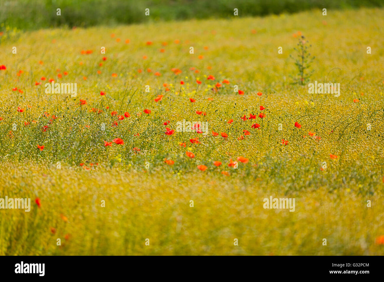 Poppies poppy flax hi-res stock photography and images - Alamy