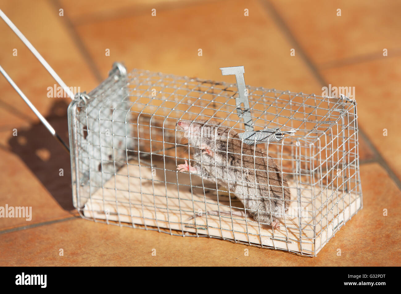 Trapped mouse hi-res stock photography and images - Alamy
