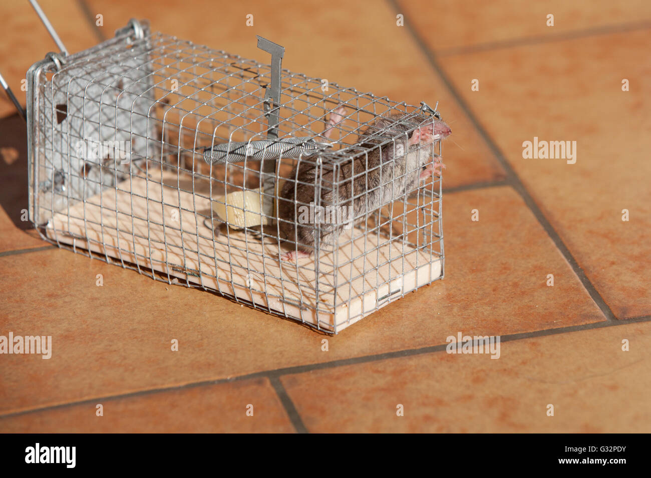Trapped mouse hi-res stock photography and images - Alamy