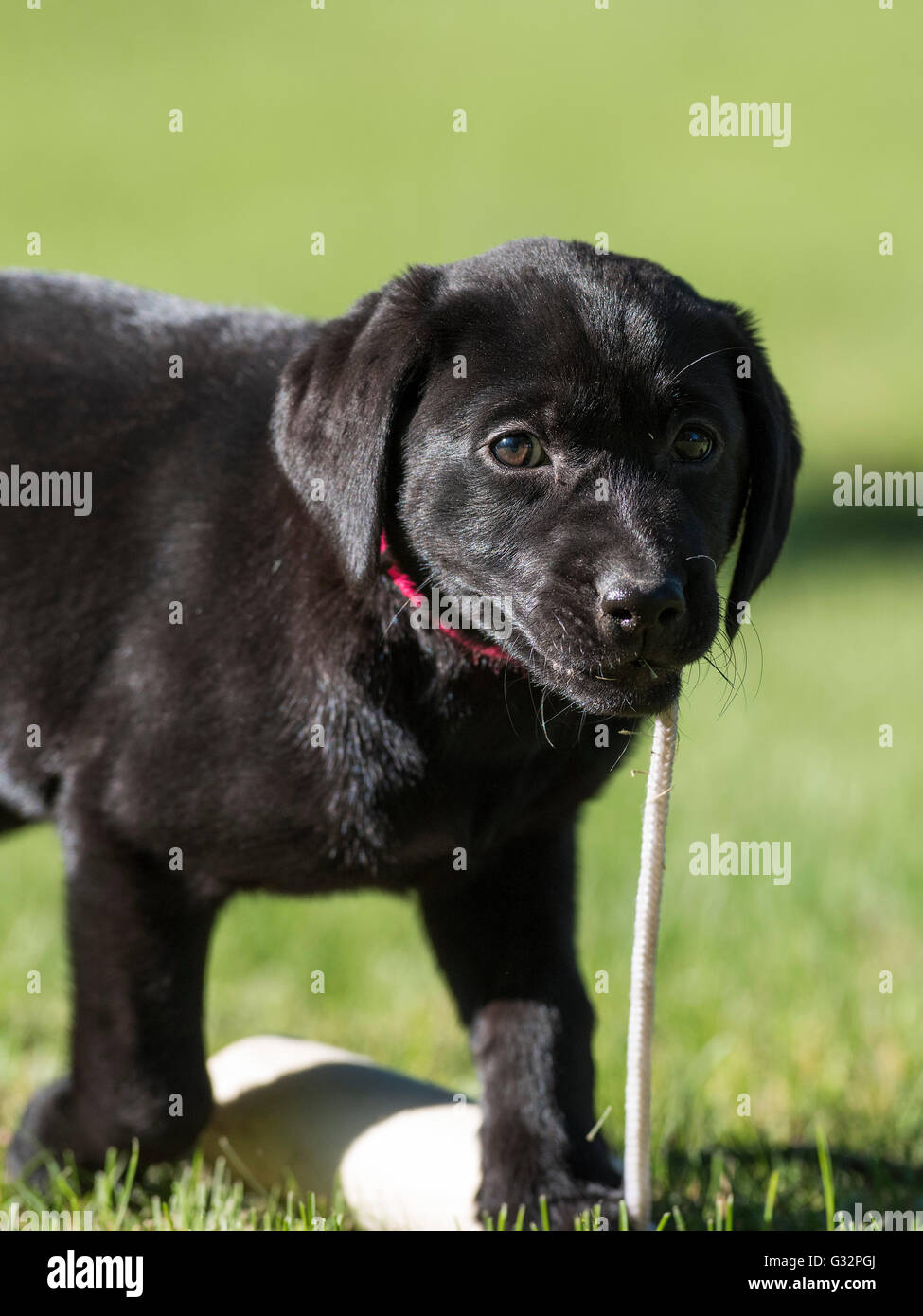 A Black Labrador Retriever retrieving a training bumper Stock Photo - Alamy