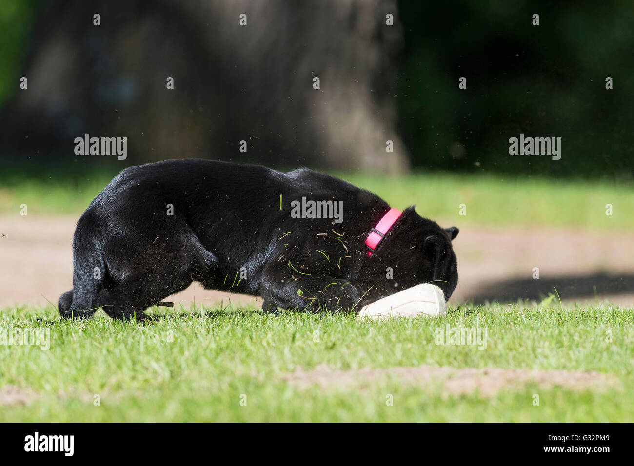 A Black Labrador Retriever retrieving a training bumper Stock Photo - Alamy