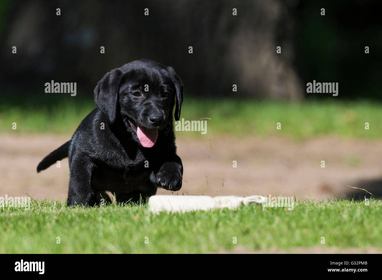 A Black Labrador Retriever retrieving a training bumper Stock Photo - Alamy