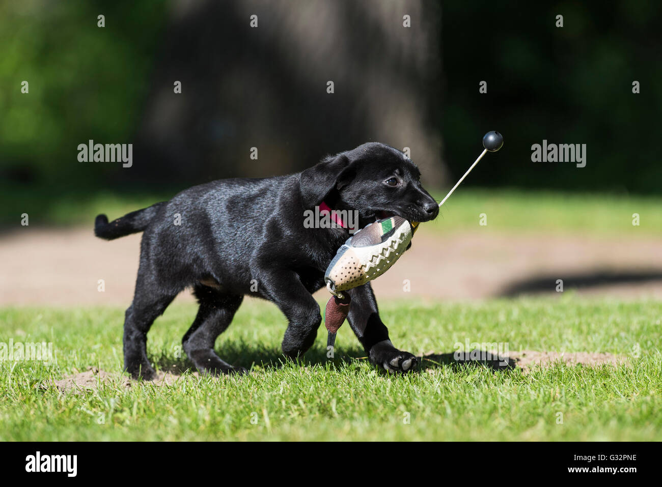 A Black Lab puppy retrieving a training dummy Stock Photo - Alamy