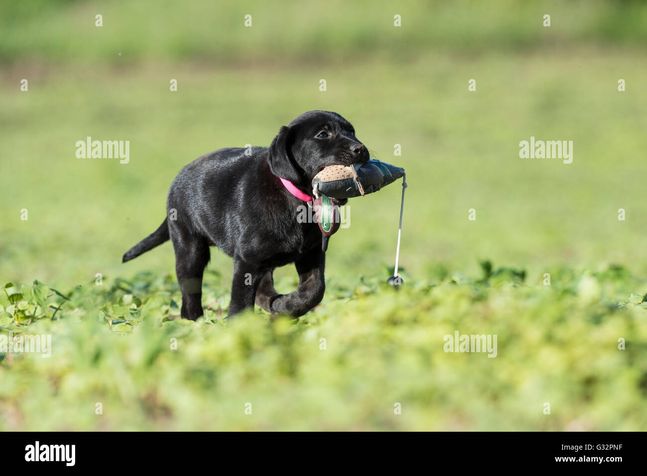 A Black Lab puppy retrieving a training dummy Stock Photo - Alamy