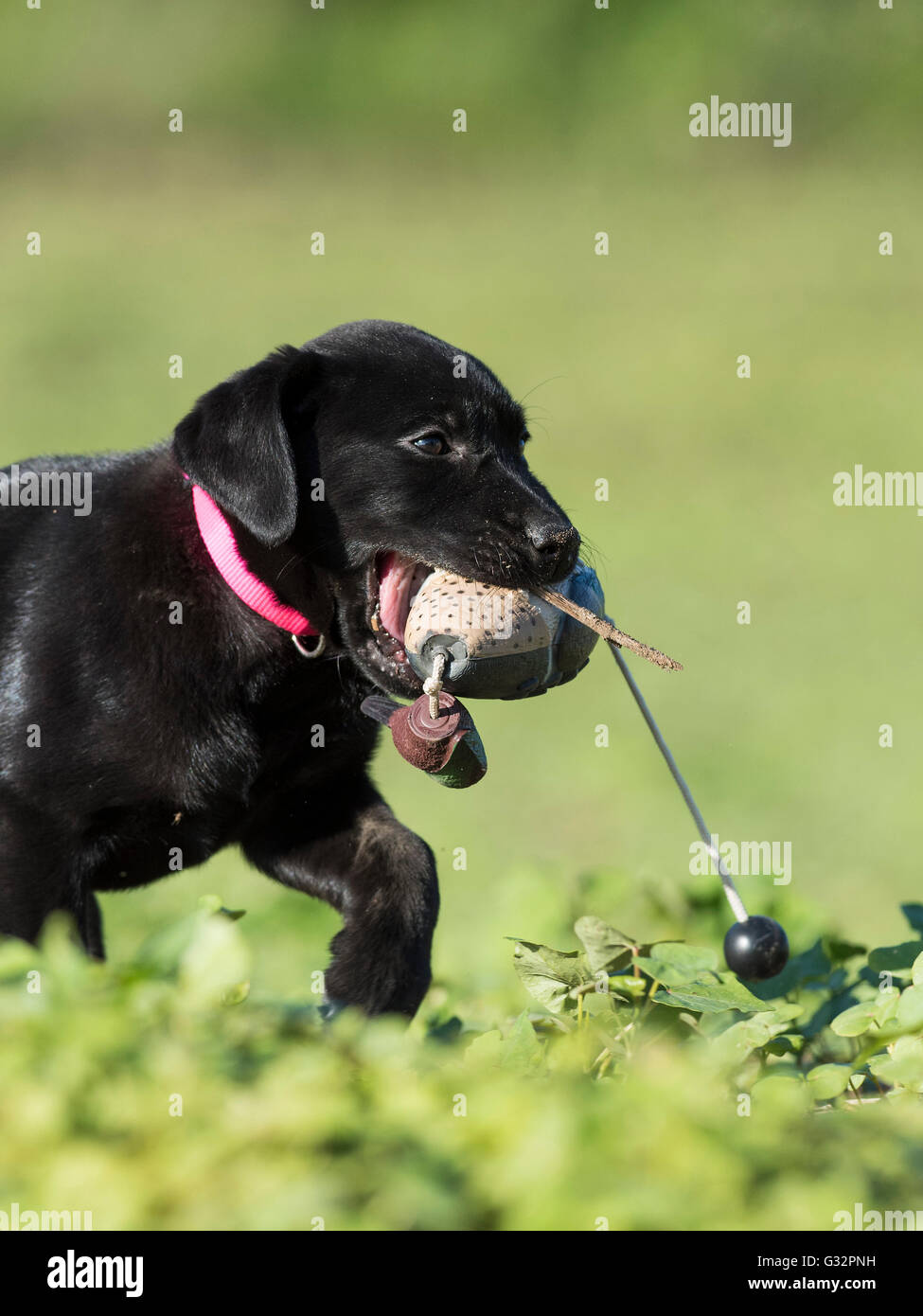 A Black Lab puppy retrieving a training dummy Stock Photo - Alamy