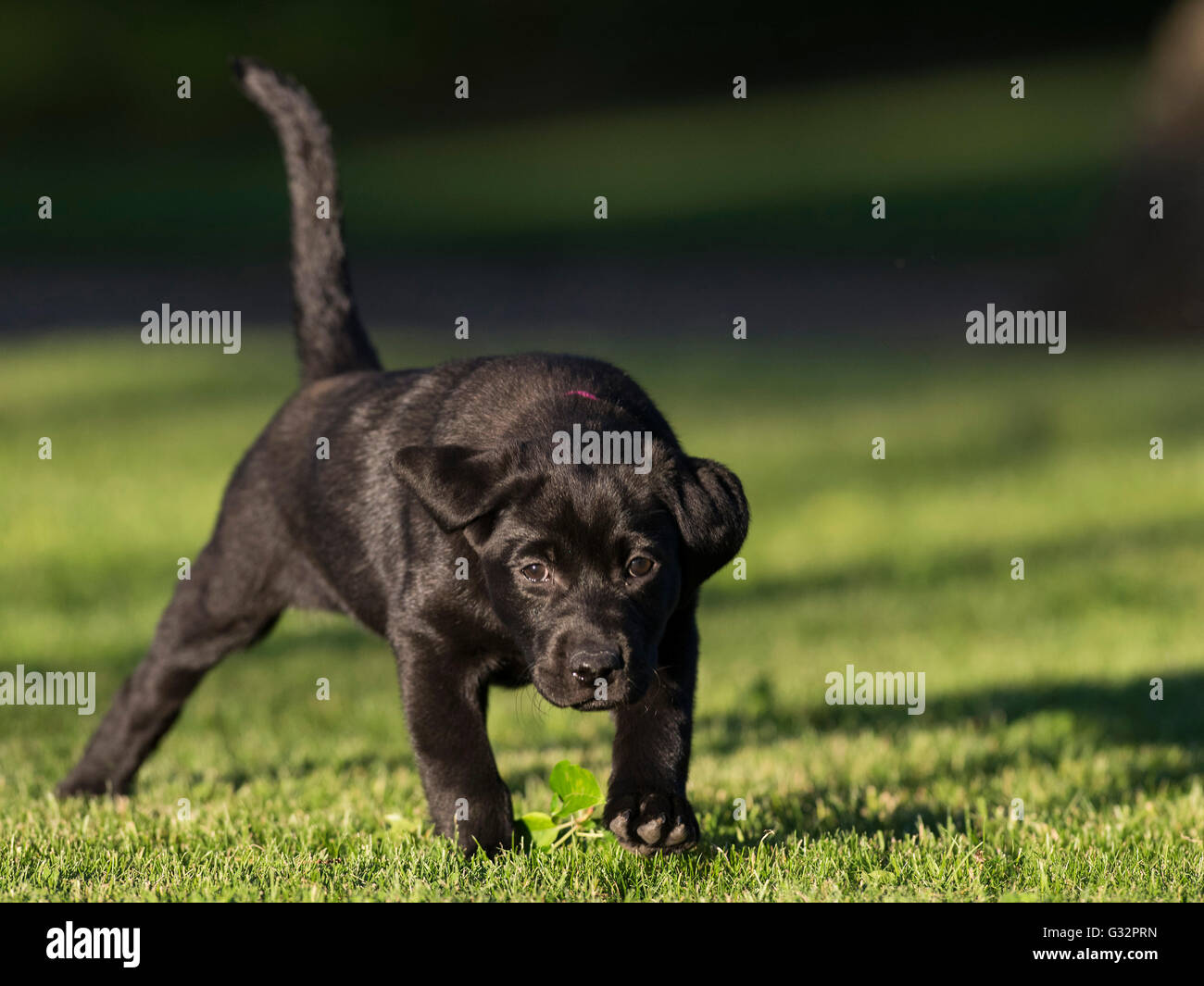 A running Black Labrador puppy Stock Photo - Alamy