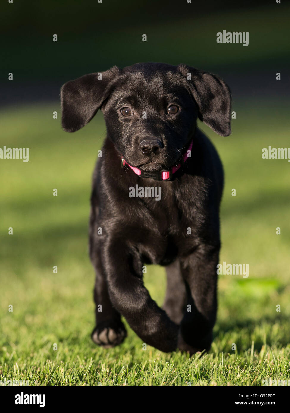 A running Black Labrador puppy Stock Photo - Alamy