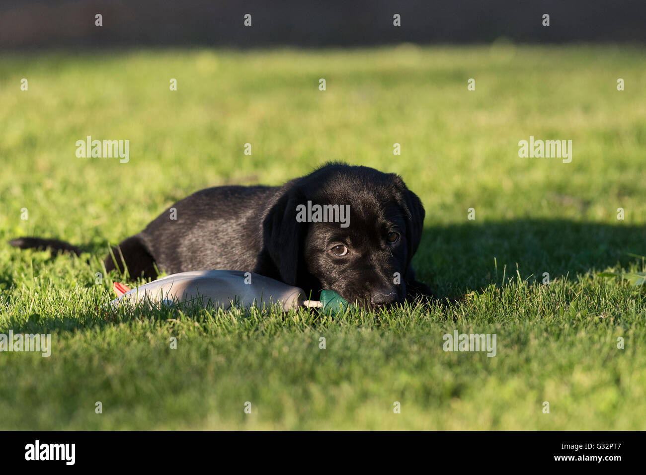 A Black Labrador Retriever puppy with a duck retrieving dummy Stock ...