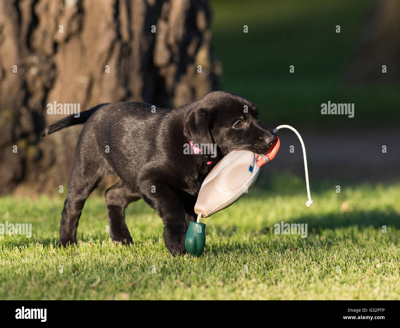 A Black Labrador Retriever retrieving a mallard training bumper Stock ...