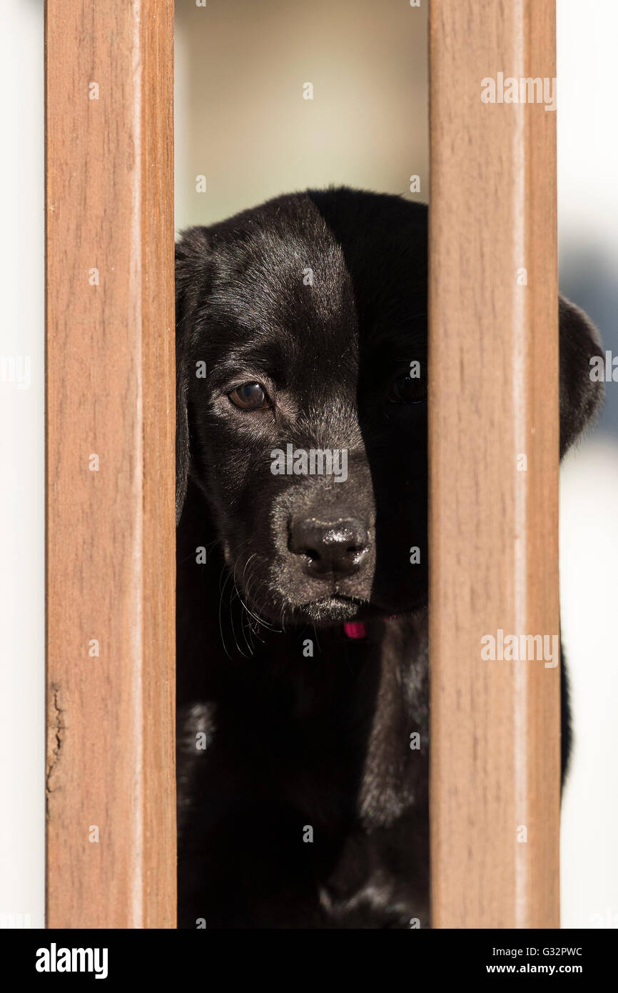 A young Black Labrador Retriever Stock Photo - Alamy