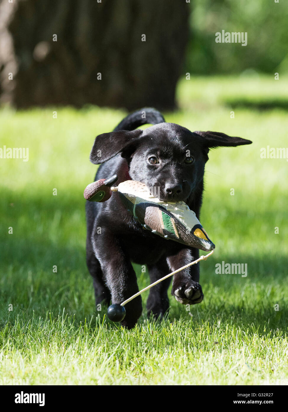 A Black Lab puppy retrieving a training dummy Stock Photo - Alamy