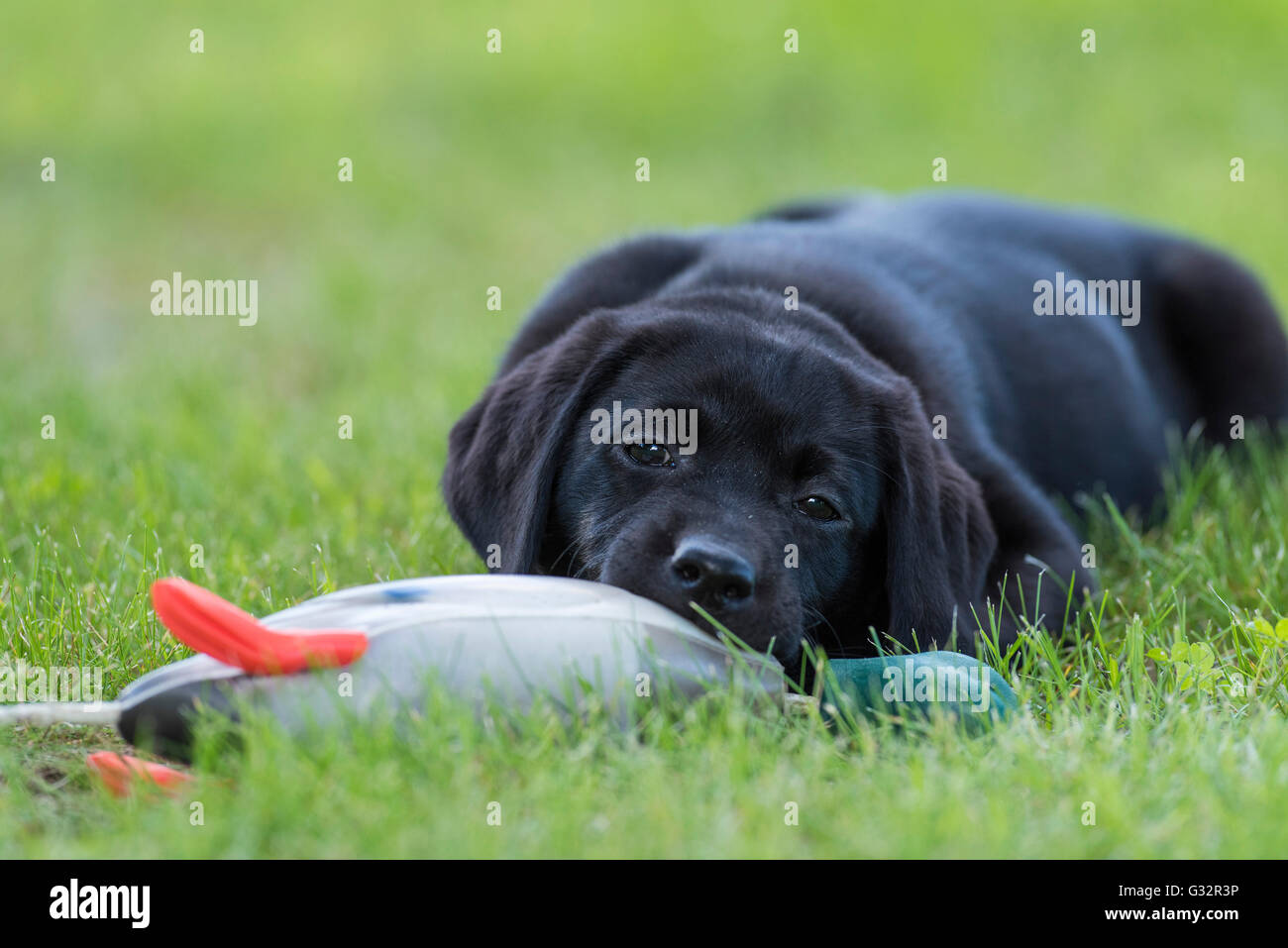 Black labrador retriever laying hi-res stock photography and images - Alamy