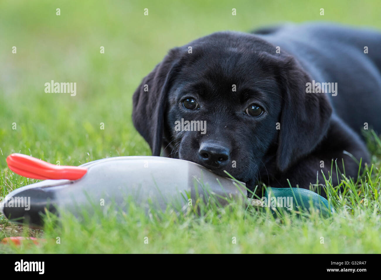 A Black Labrador Retriever laying next to a retriever dummy Stock Photo ...